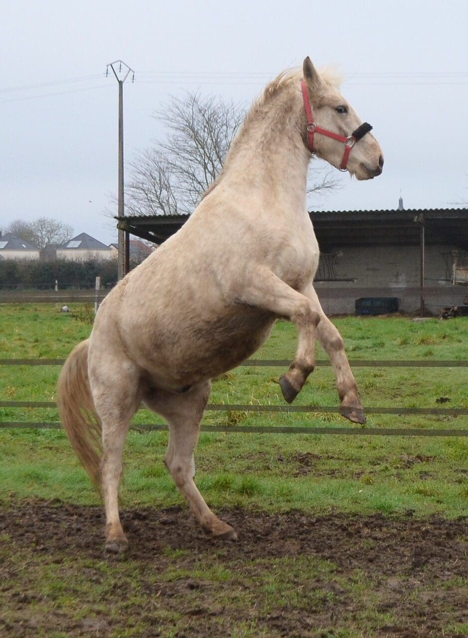 L'éducation du cheval : indication sur les méthodes utilisées